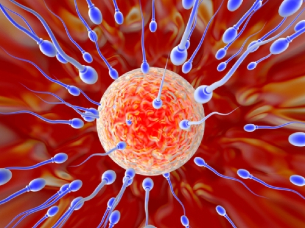 Ovulacija in oploditev | Bambino.si - Portal za nosečnice in dojenčke