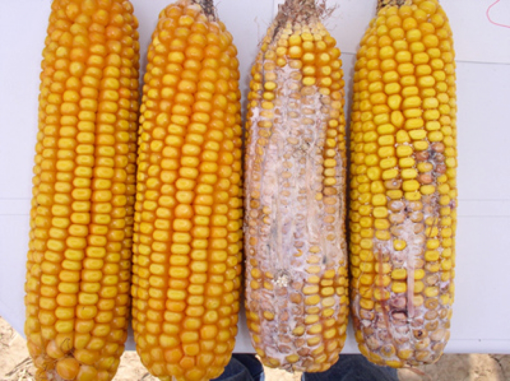 Aflatoksin | Bambino.si - Portal za nosečnice in dojenčke