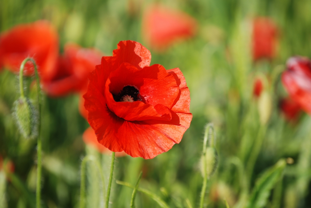 Ali gre morfij v pozabo? | Bambino.si - Portal za nosečnice in dojenčke