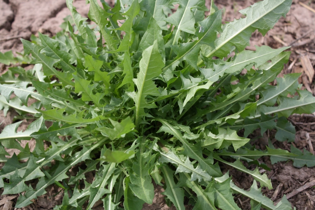 Regrat | Bambino.si - Portal za nosečnice in dojenčke